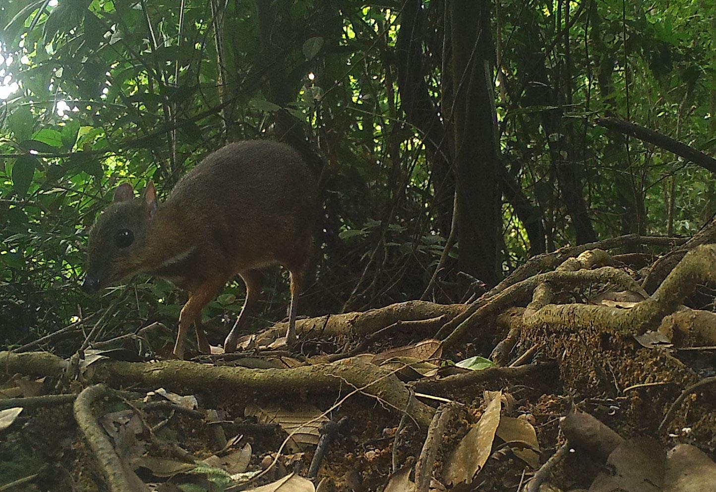 武吉知马生态连道建成10年 动物更安全物种数量增 | 联合早报