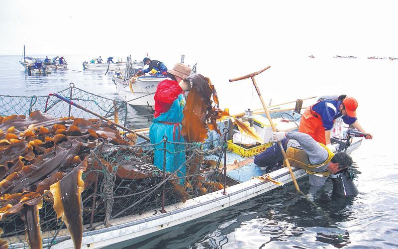 昆布的故乡 函馆乘渔船出海 | 联合早报